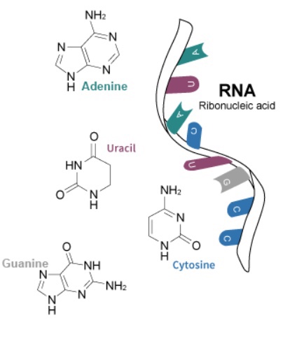 ARN - Xét Nghiệm ADN - LAB SG MED